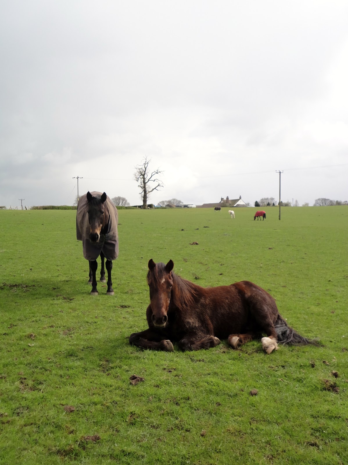 The Horse Talker: Evolution Of Equine Behaviour