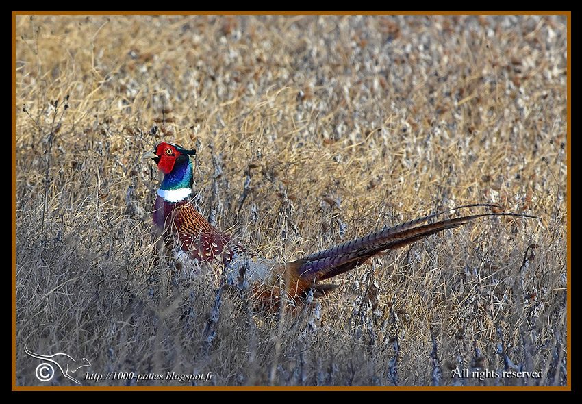 WILDLIFE GATEWAY: Dans le Magnoac