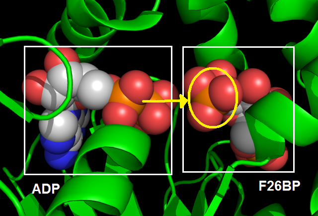 The Bifunctional Enzyme