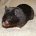 Black Bear Hamsters - Dwarf Hamster Types