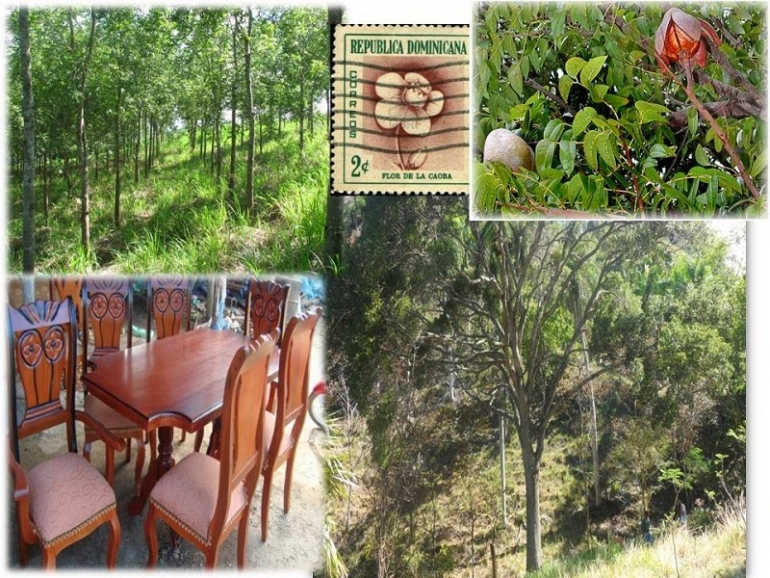 Revista El Cañero: LA CAOBA DOMINICANA: EL ORO ROJO