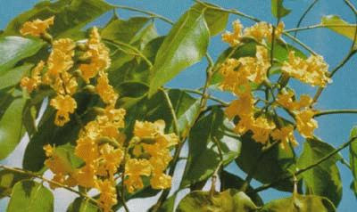 Field of Dreams: Kembalinya Bunga Angsana