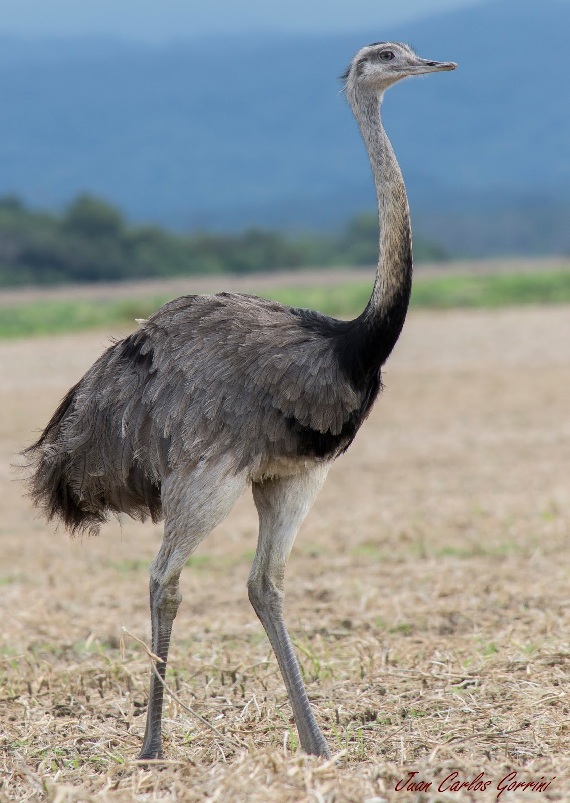 Aves Rosario de la Frontera Salta: Ñandú, el gran corredor del pastizal.
