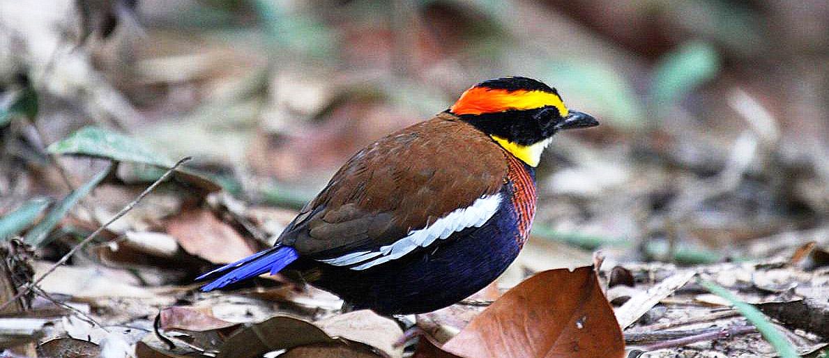 Bird's Paradise: 2015