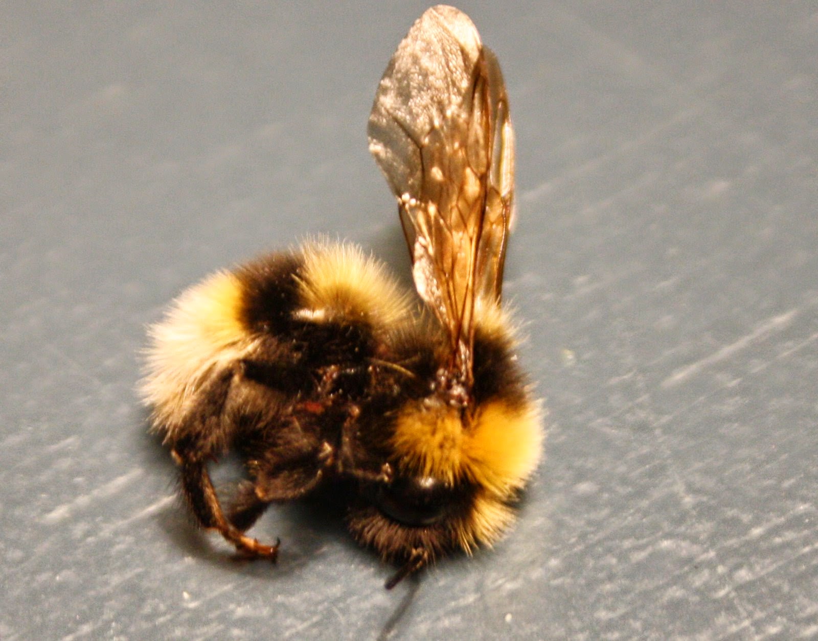 Danmarks humlebier: Humlebiers morfologi