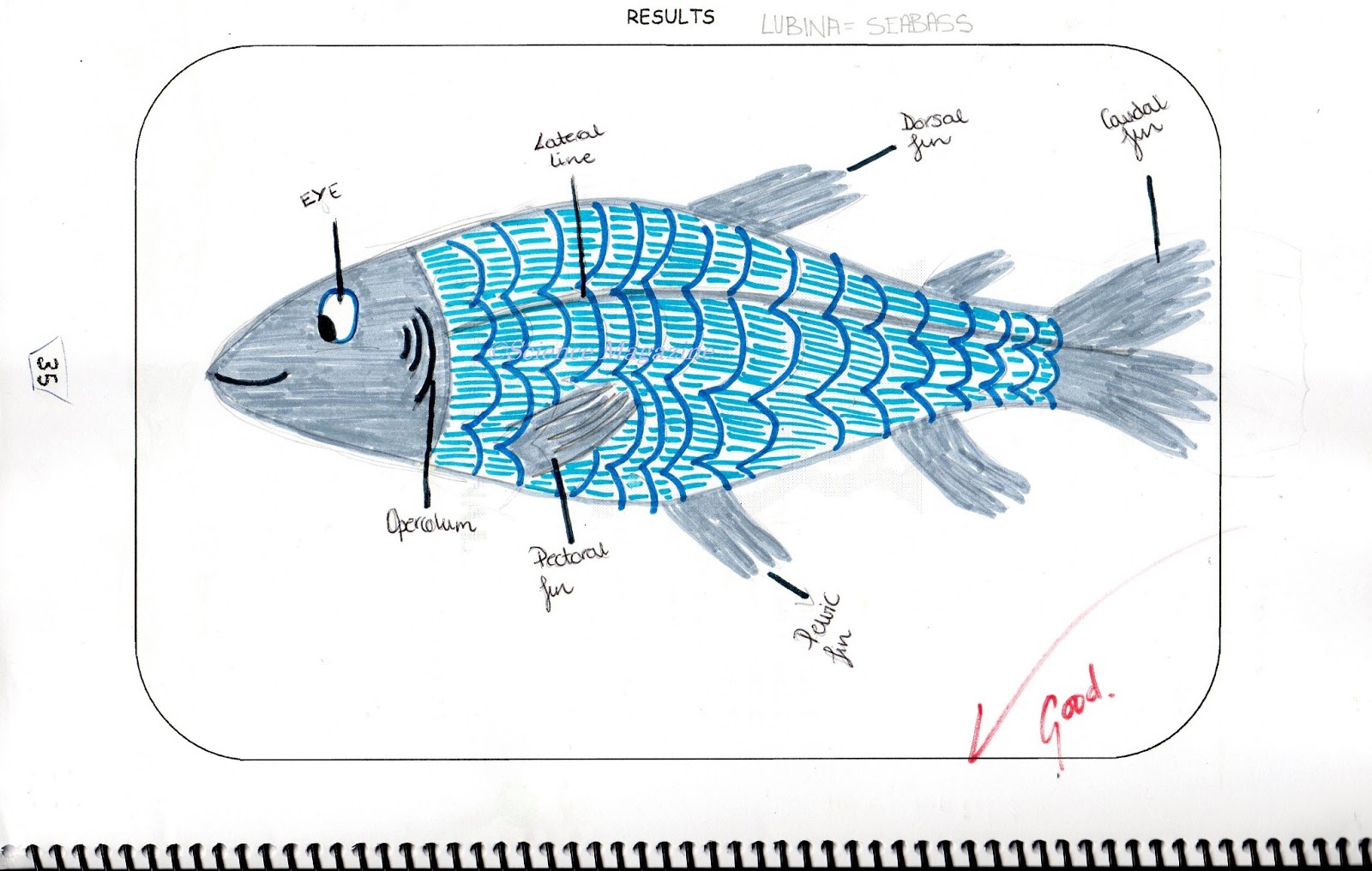 Science Magazine: STUDYING THE ANATOMY OF A FISH