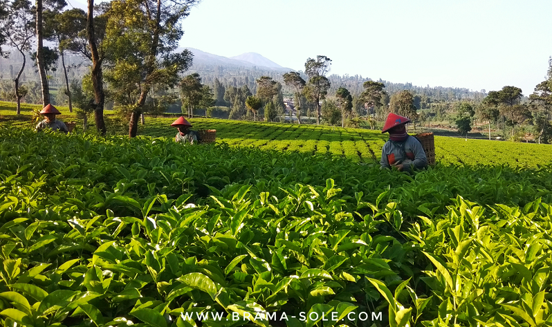 Belajar Tentang Teh di Agrowisata Tambi & Tanjungsari
