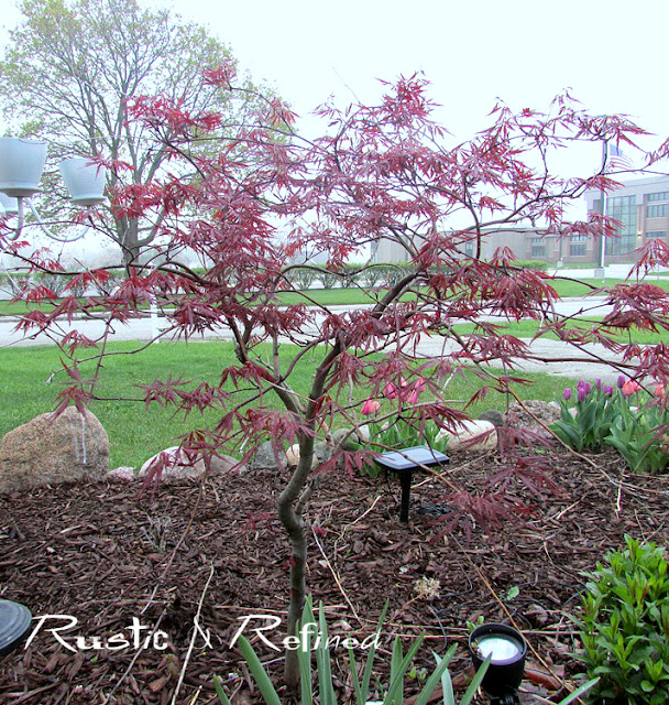 Spring Tulips Blooming in the Garden | Rustic & Refined