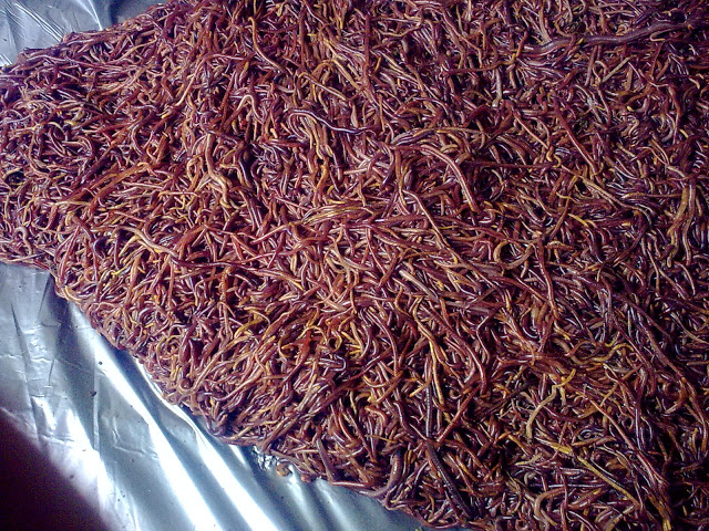 CARA MUDAH TERNAK CACING TANAH SUPAYA BERHASIL - Trik dan Tips Budidaya