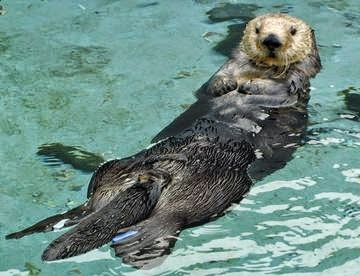 Info animales: MUSTÉLIDOS