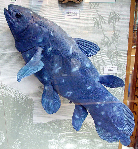 Sandwalk: Coelacanths Evolve More Slowly?