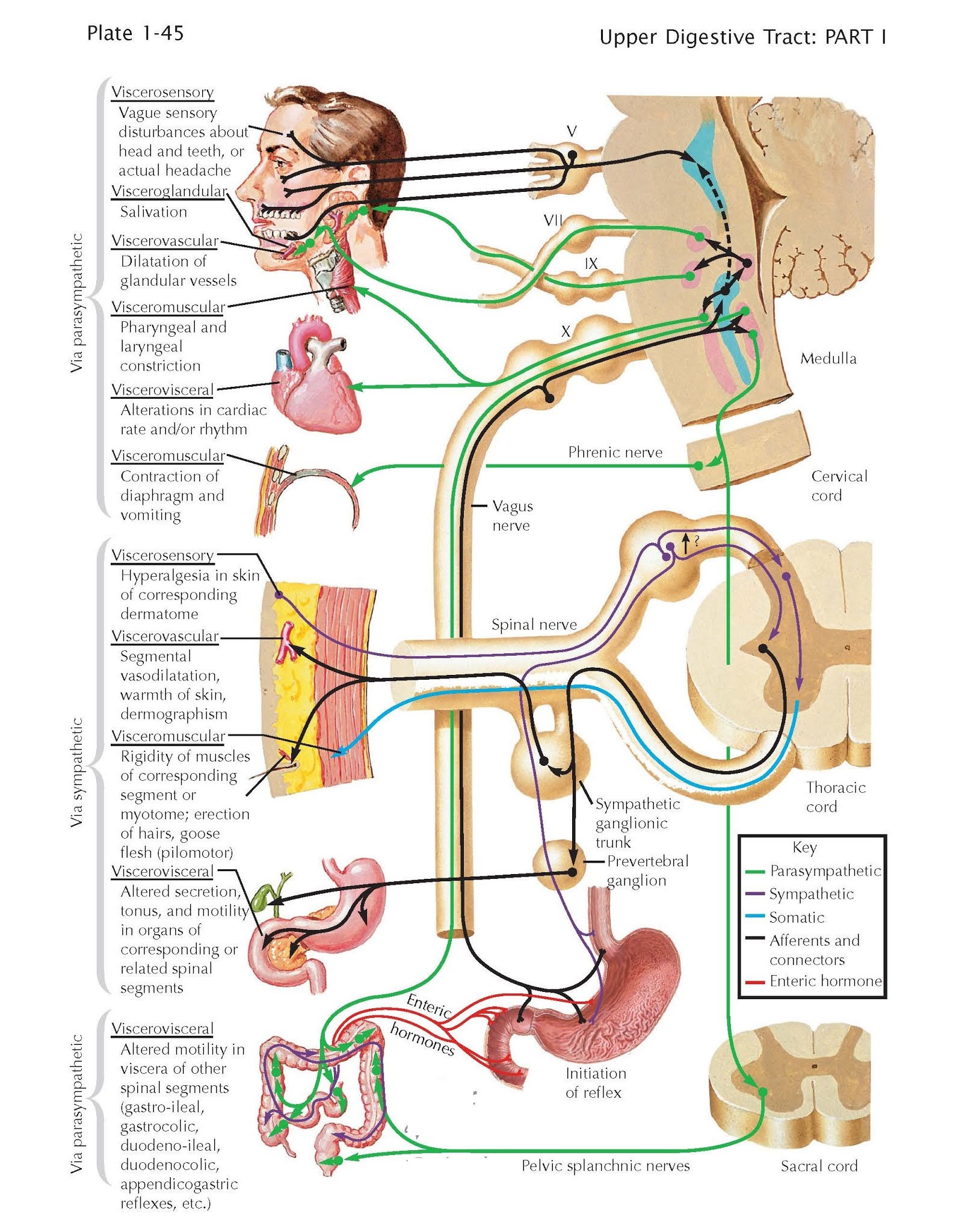 Brain-Gut Interactions And Visceral Reflexes - pediagenosis