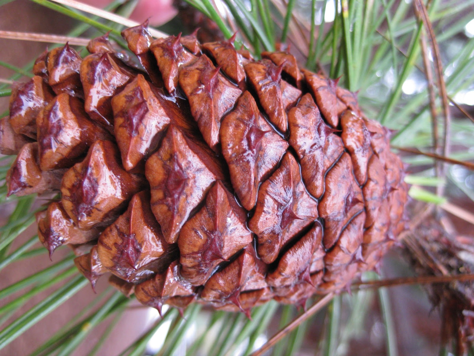 Trees of Santa Cruz County: Pinus ponderosa - Ponderosa Pine