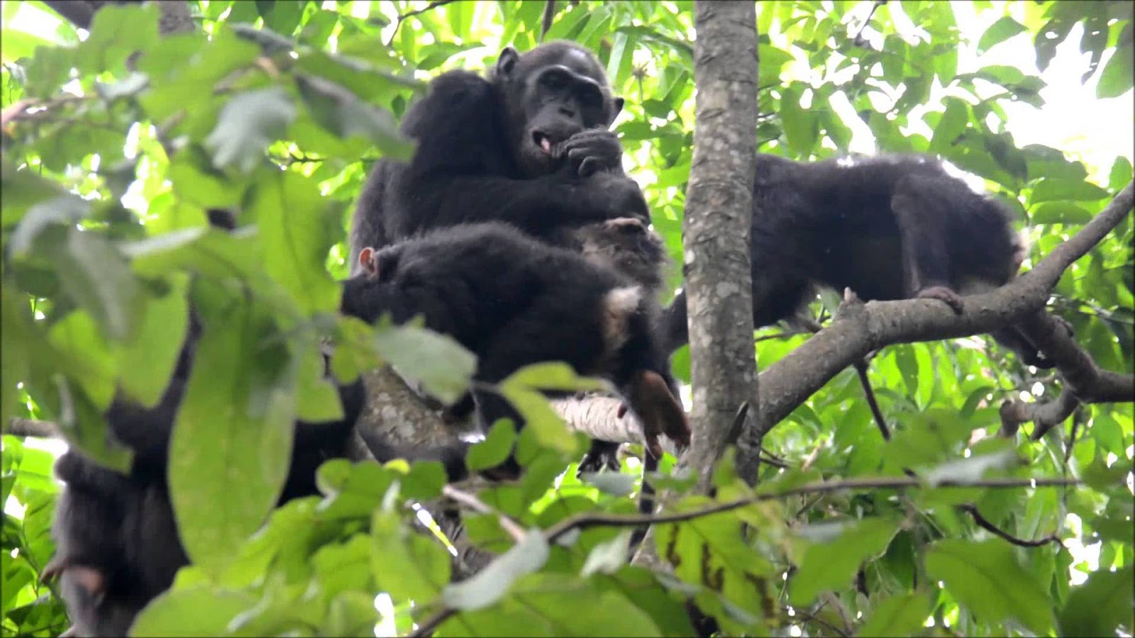 Gombe National Park - Africa Family Travel