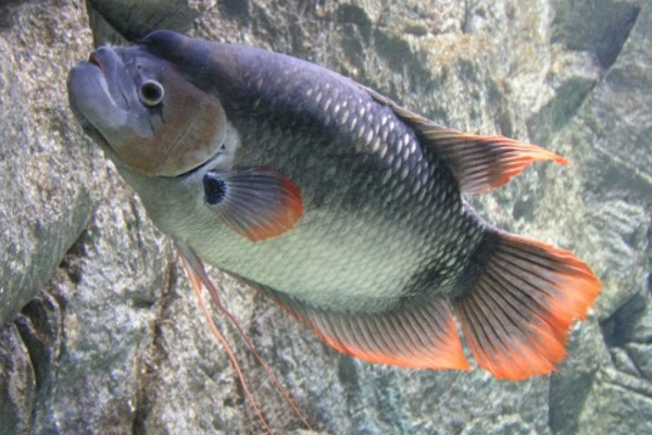 Gurami Sabah Si Ikan Gurame Raksasa Berekor Merah - Nakama Aquatics