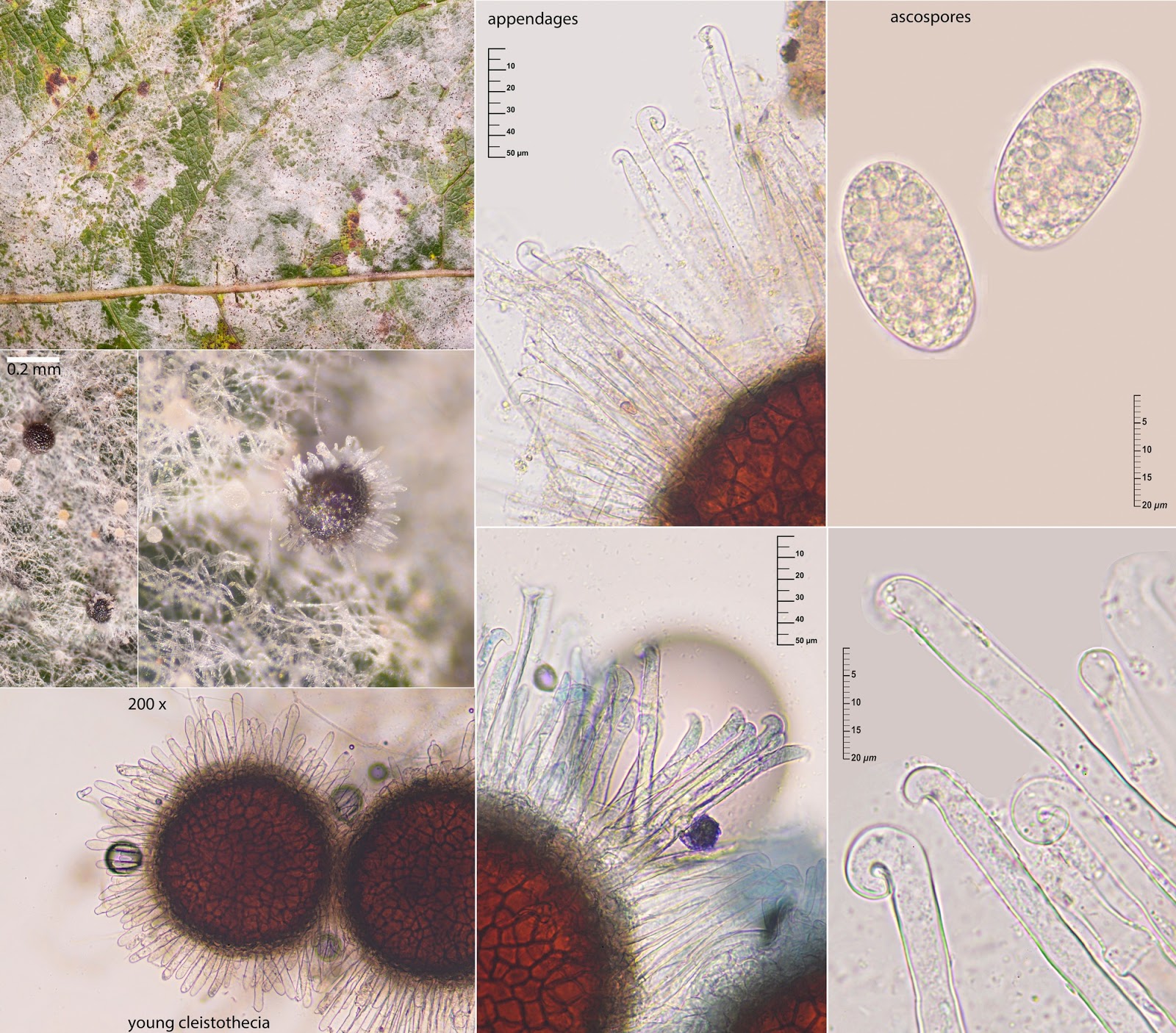 Uncinula adunca var regularis (R.Y. Zheng & G.Q. Chen) U. Braun