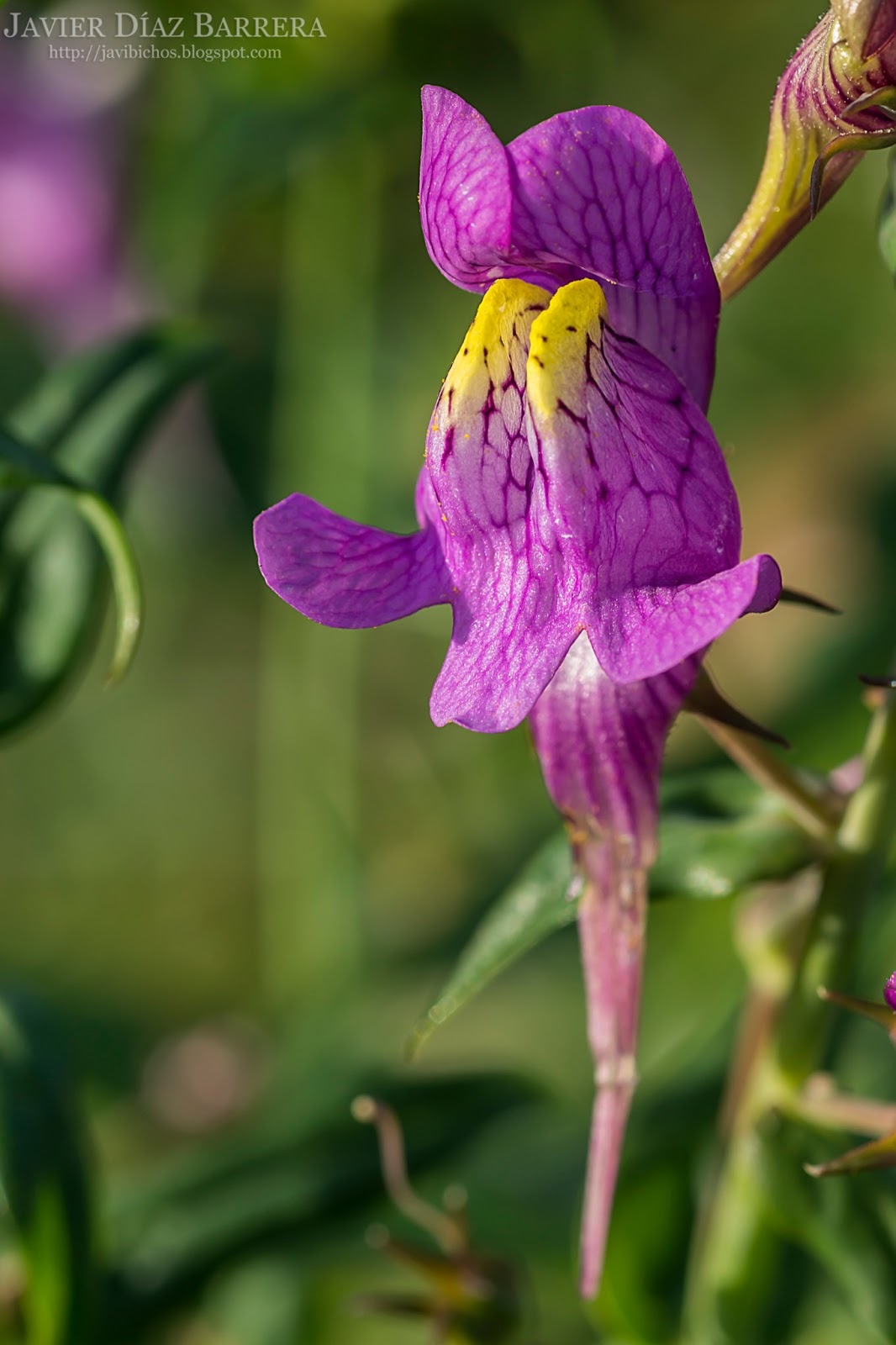 Bichos y plantas de León: Linaria triornithophora