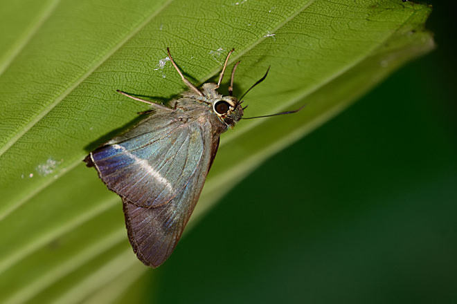 Beauty of Fauna and Flora in Nature: September 2013