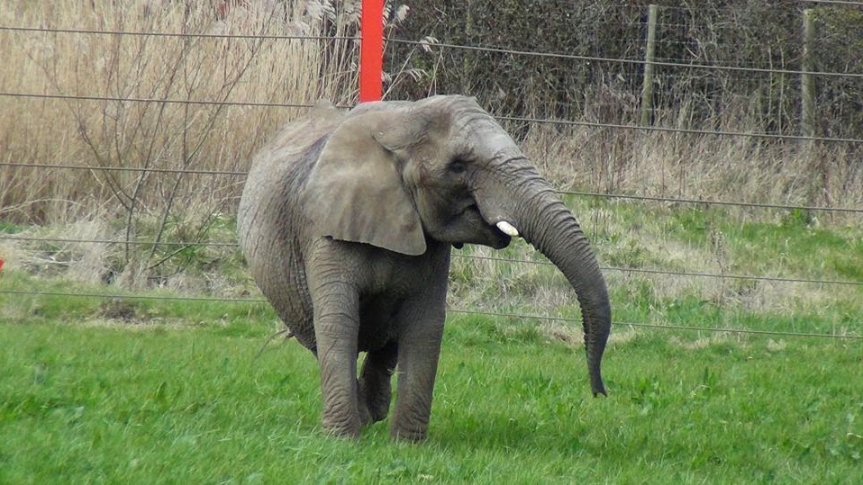 Noah's Ark Zoo Farm - Noahs Ark Zoo Farm Bristol - World of Zoos