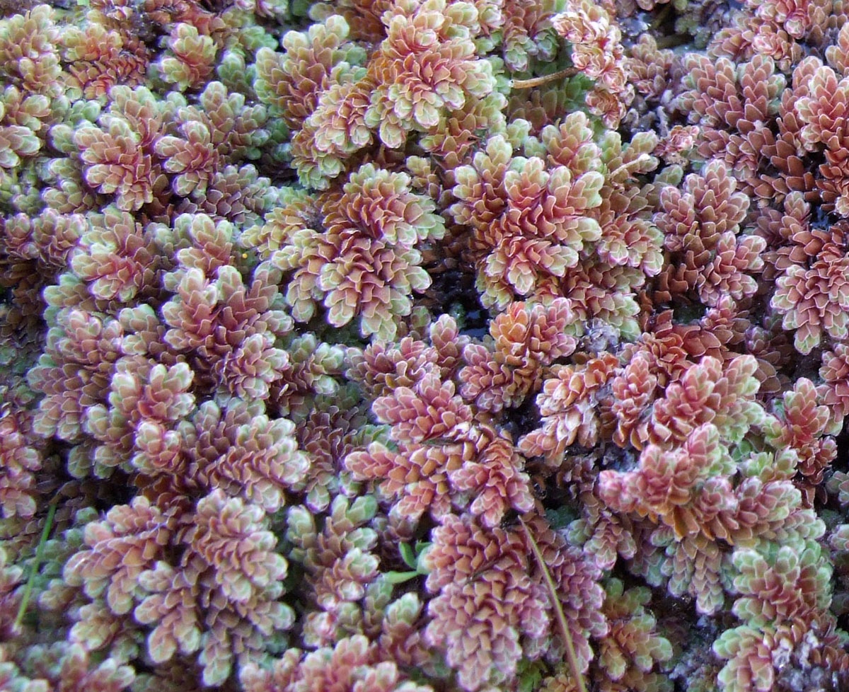 Themes of Parasitology: Anabaena azollae: Water Fern's Krantt