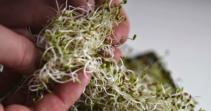 Garden Living: Spirer for store og små.