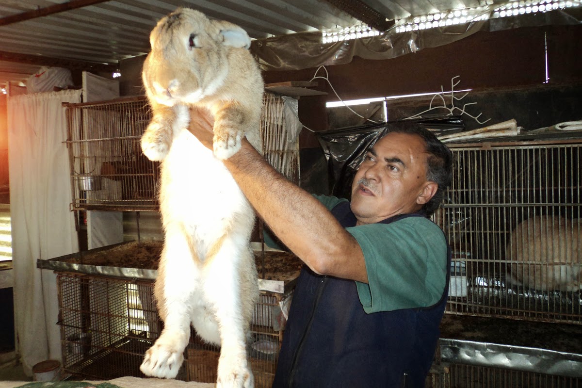 CONEJO GIGANTE DE FLANDES GRANJA DON CARMELO: CONEJO GIGANTE DE FLANDES ...