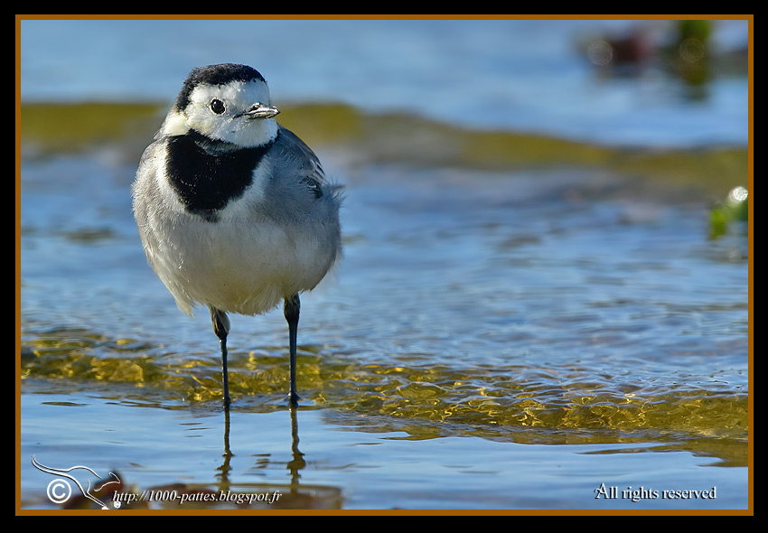 WILDLIFE GATEWAY: Dans le Magnoac