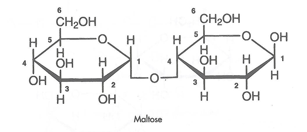Nutrição Acessível: METABOLISMO DE CARBOIDRATOS - DIGESTÃO E ABSORÇÃO