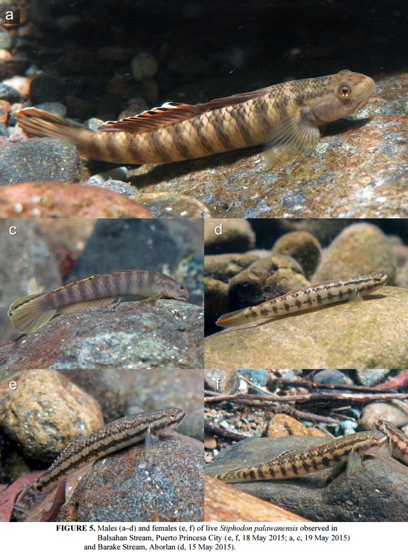 Species New to Science: [Ichthyology • 2015] Stiphodon palawanensis • A ...