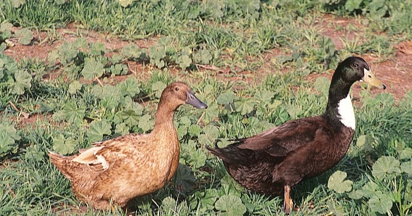 Metzer Farms Duck and Goose Blog: Golden 300 Hybrid and White Layer Ducks