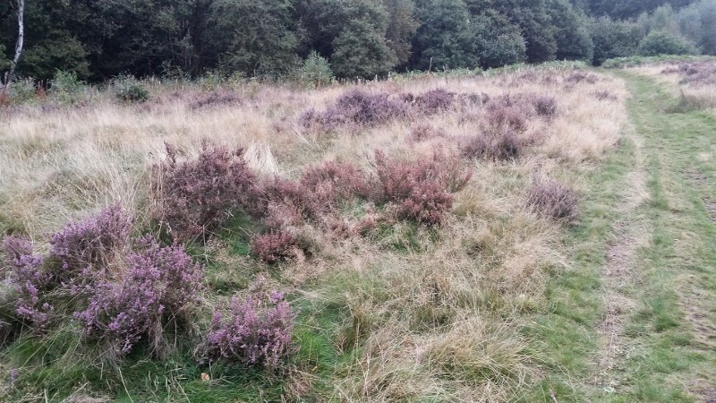 Lucy's Wednesday walks: Staffordshire Way - from Highgate Common