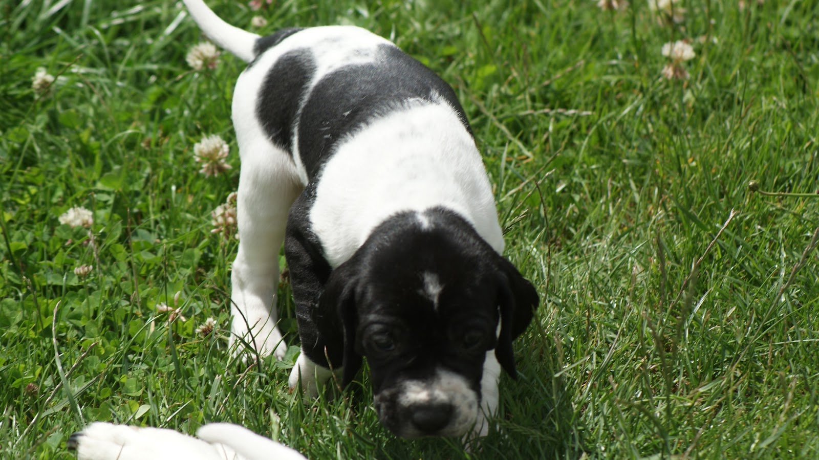 Chiots Pointer Anglais LOF de Bahia et Bird: 1 mois déjà