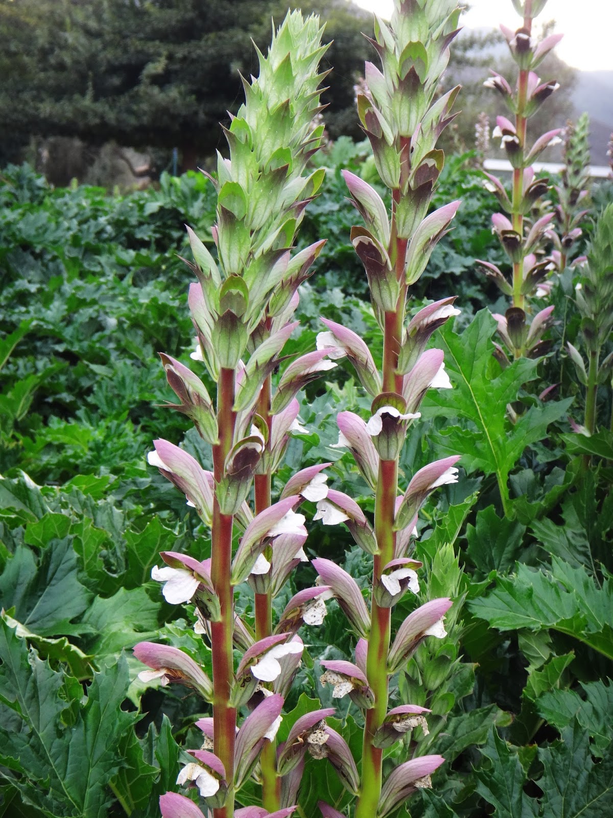 Uma flor por dia: Acantus