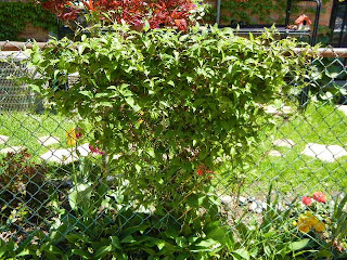 Chain-Link Trellis: Chain-Link Coverage: Clematis