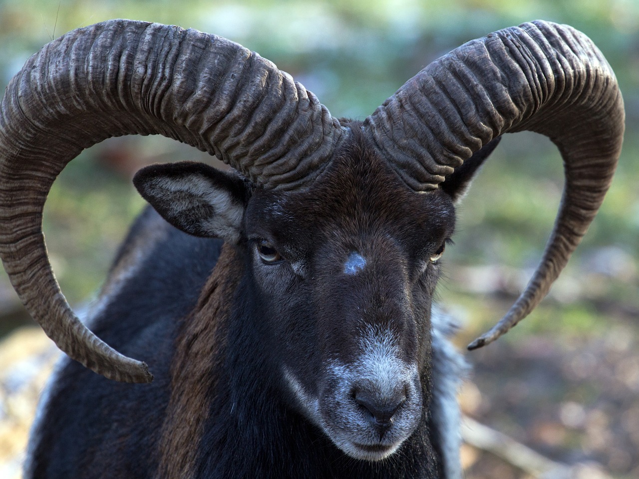 Carnero de cuernos grandes ~ Imágenes Gratis para ti