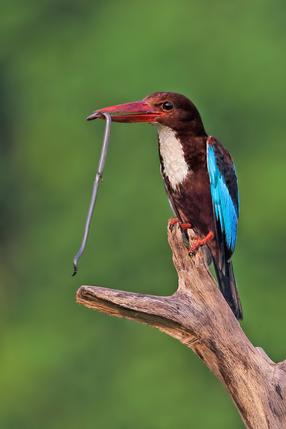 Pertinent perches are paramount