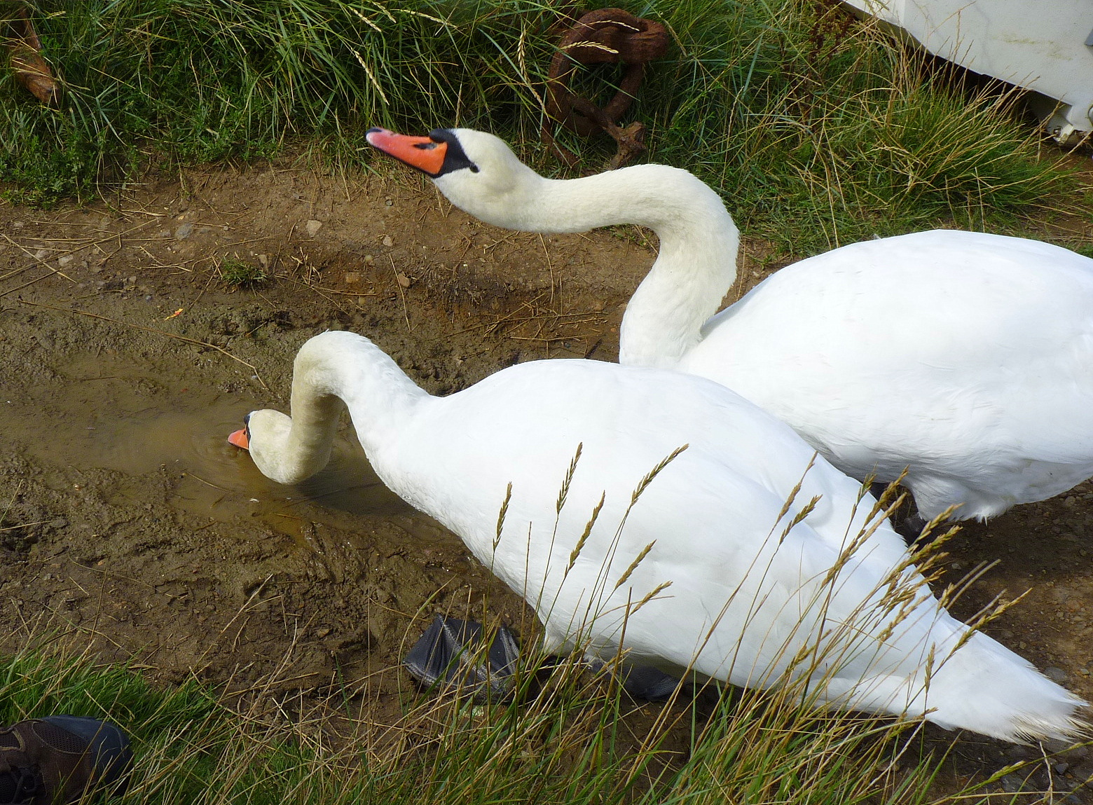 Birding For Pleasure: Swans -called in for a drink!