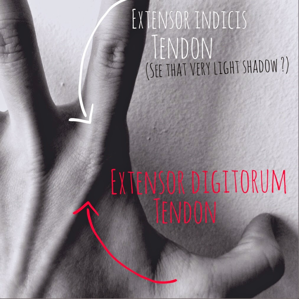 The Hip Joint: Extensor Indicis