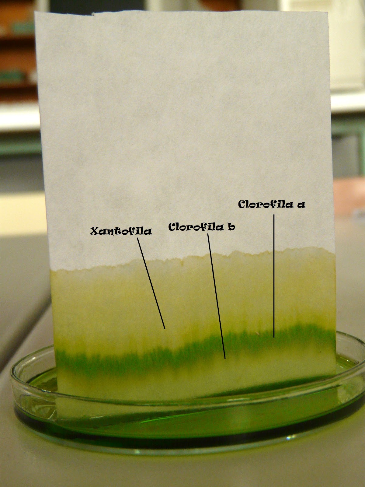 Xantofilas Estructura