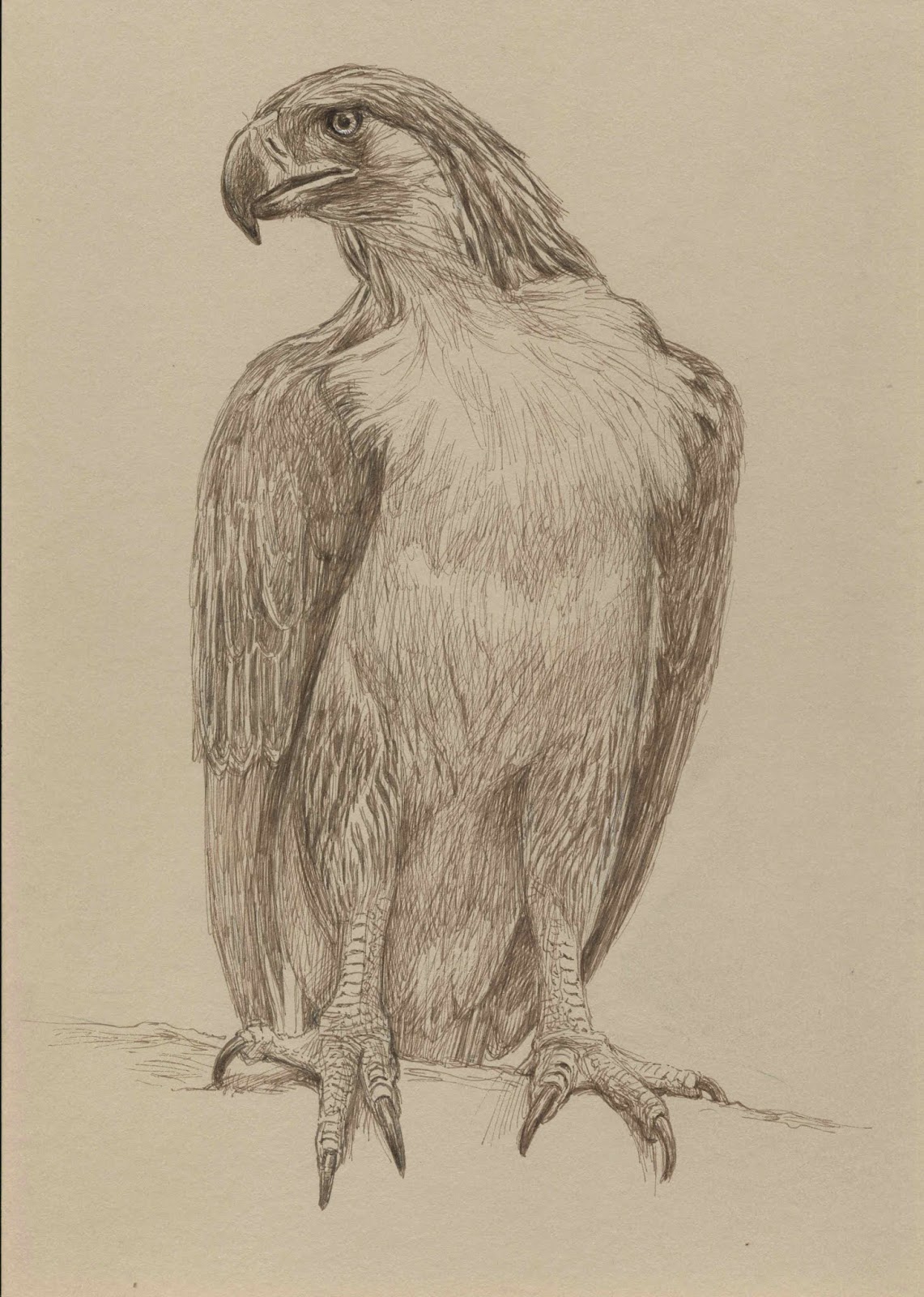 Philippine Eagle Drawing