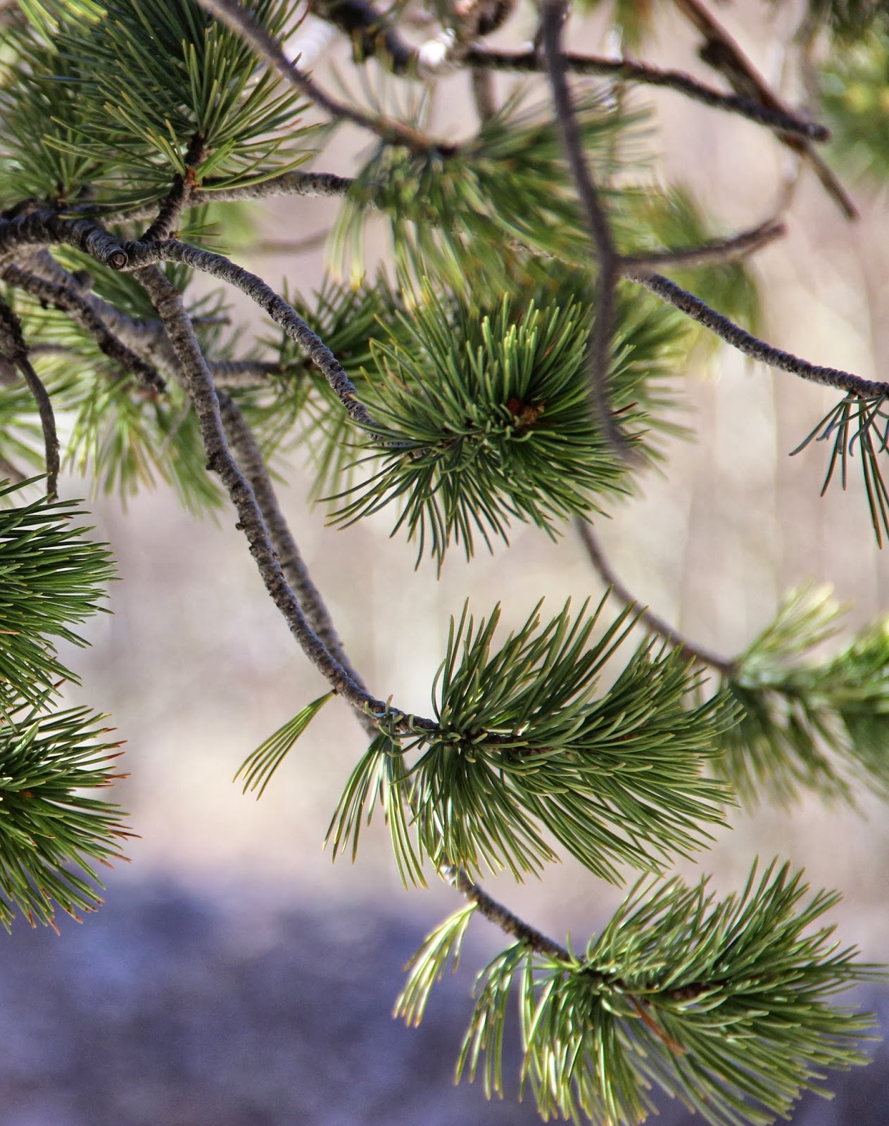 In the Company of Plants and Rocks: Autumn Tree Strategies II