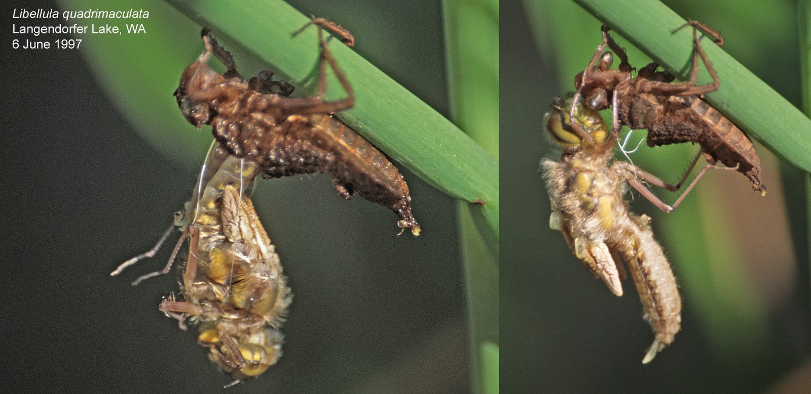 Northwest Nature Notes: ODONATA EMERGENCE – A CHANGE IN VENUE