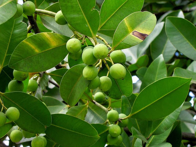 Bentuk Pangkal Daun (Basis Folii) ~ MUNAWI INSIDE