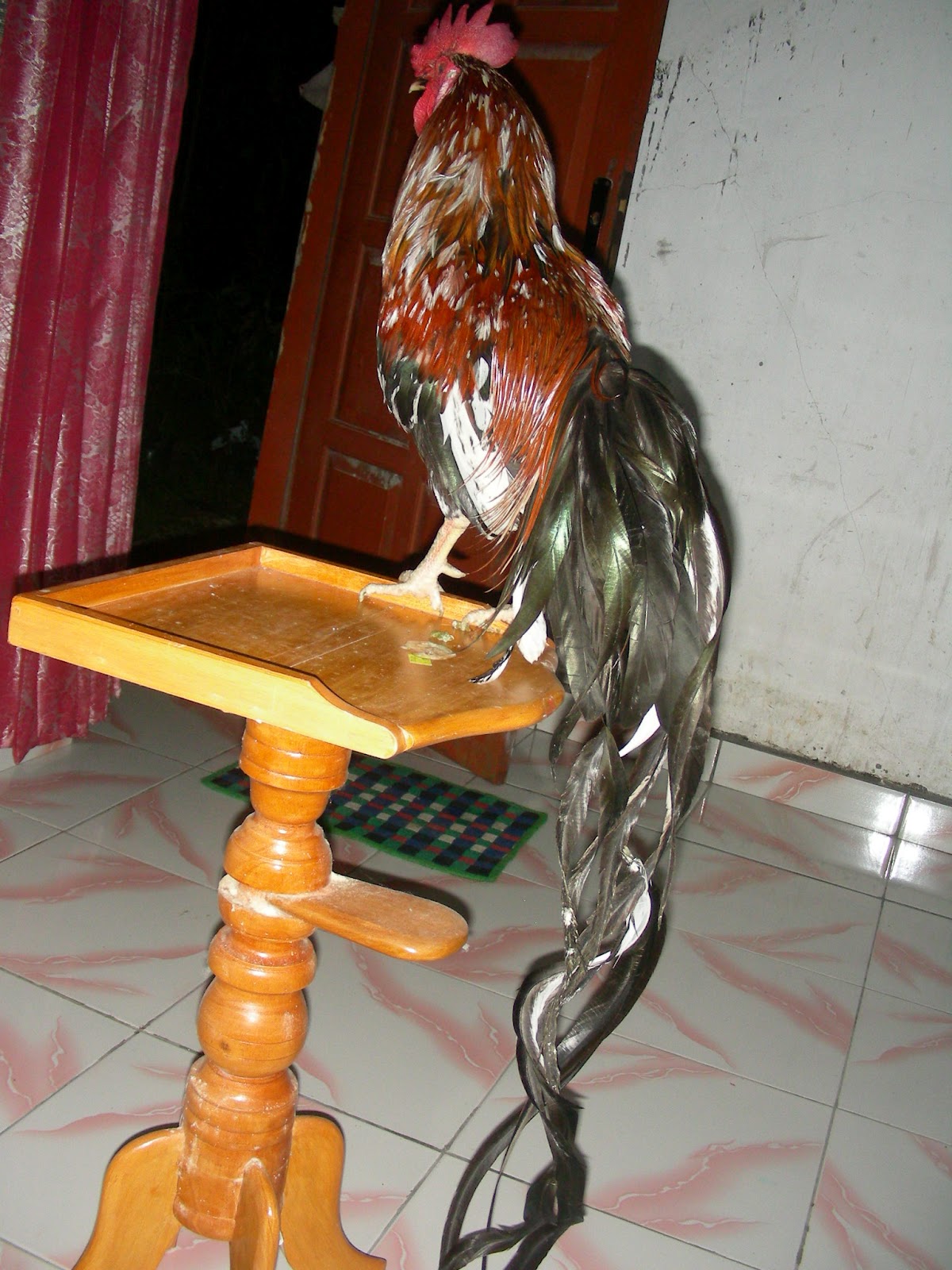 AYAM HIAS JOGJA: AYAM ONAGADORI