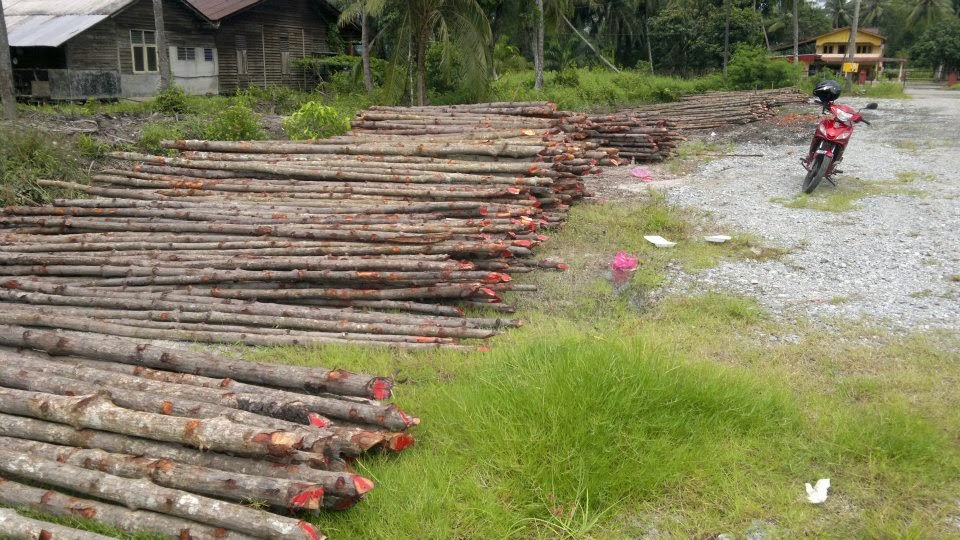 KAYU BAKAU: CERUCUK BAKAU