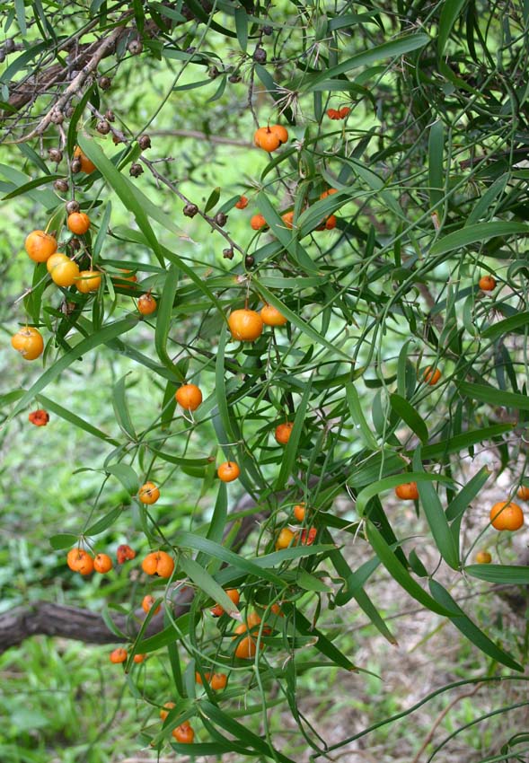 Toowoomba Plants: Wombat Berry