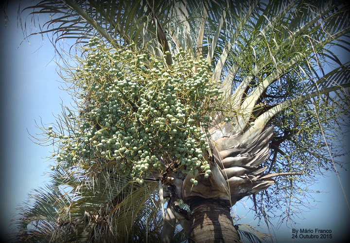 Meu Cantinho Verde: PALMEIRA-TRIÂNGULO - ( Dypsis decary )