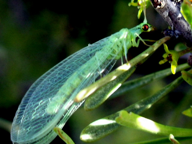 VILLENATURA: Chrysopa perla