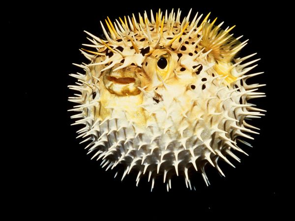 Care about Puffer Fish