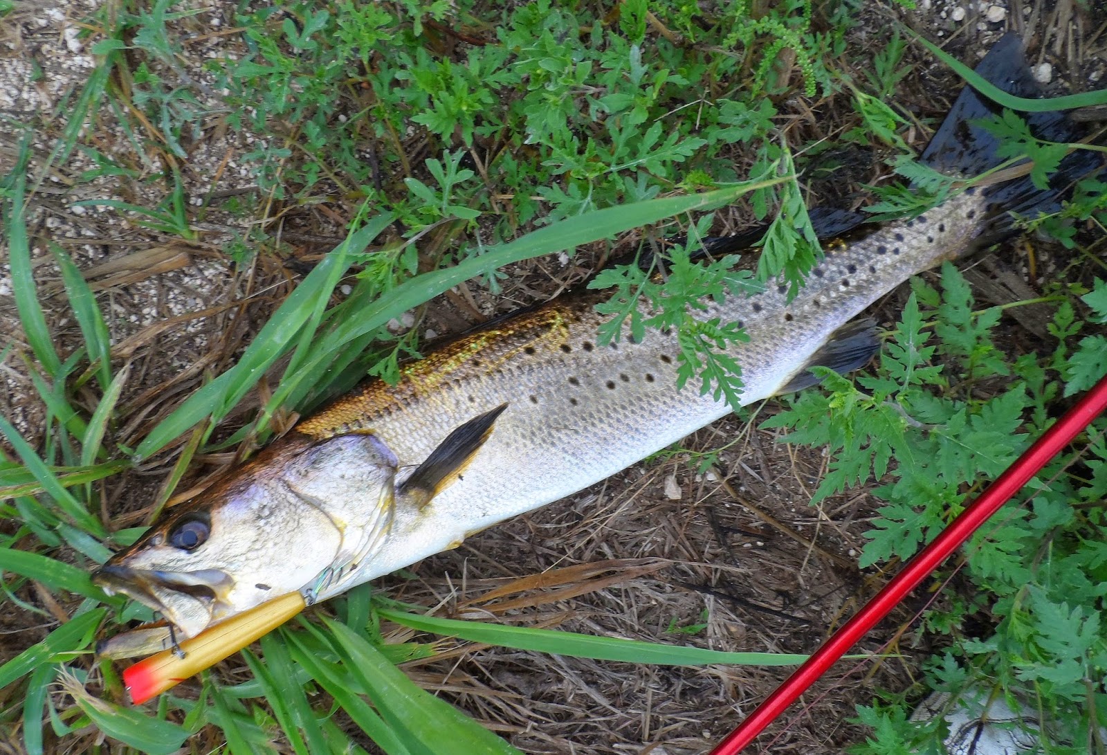 Mosquito Lagoon & Indian River Fishing: Chug Bugs For Sea Trout